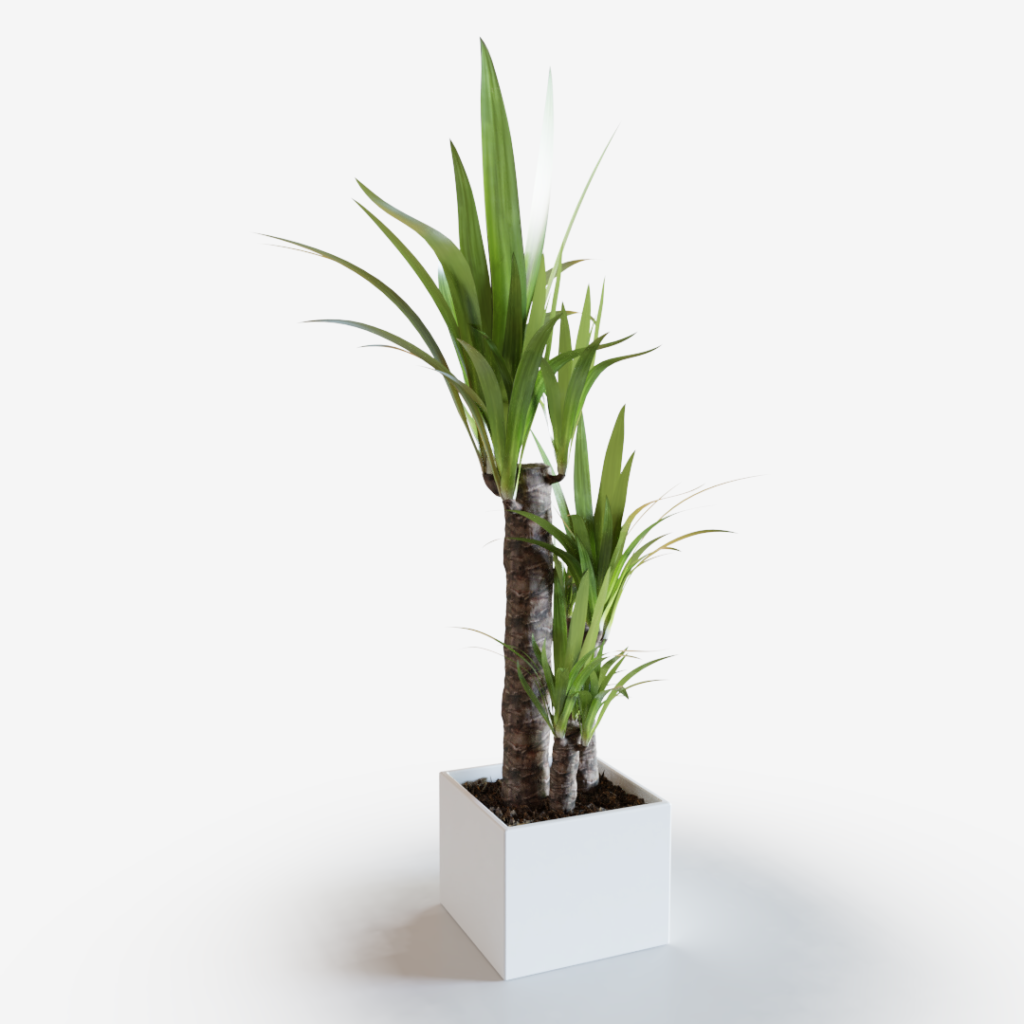 Yukka Plant • iMeshh