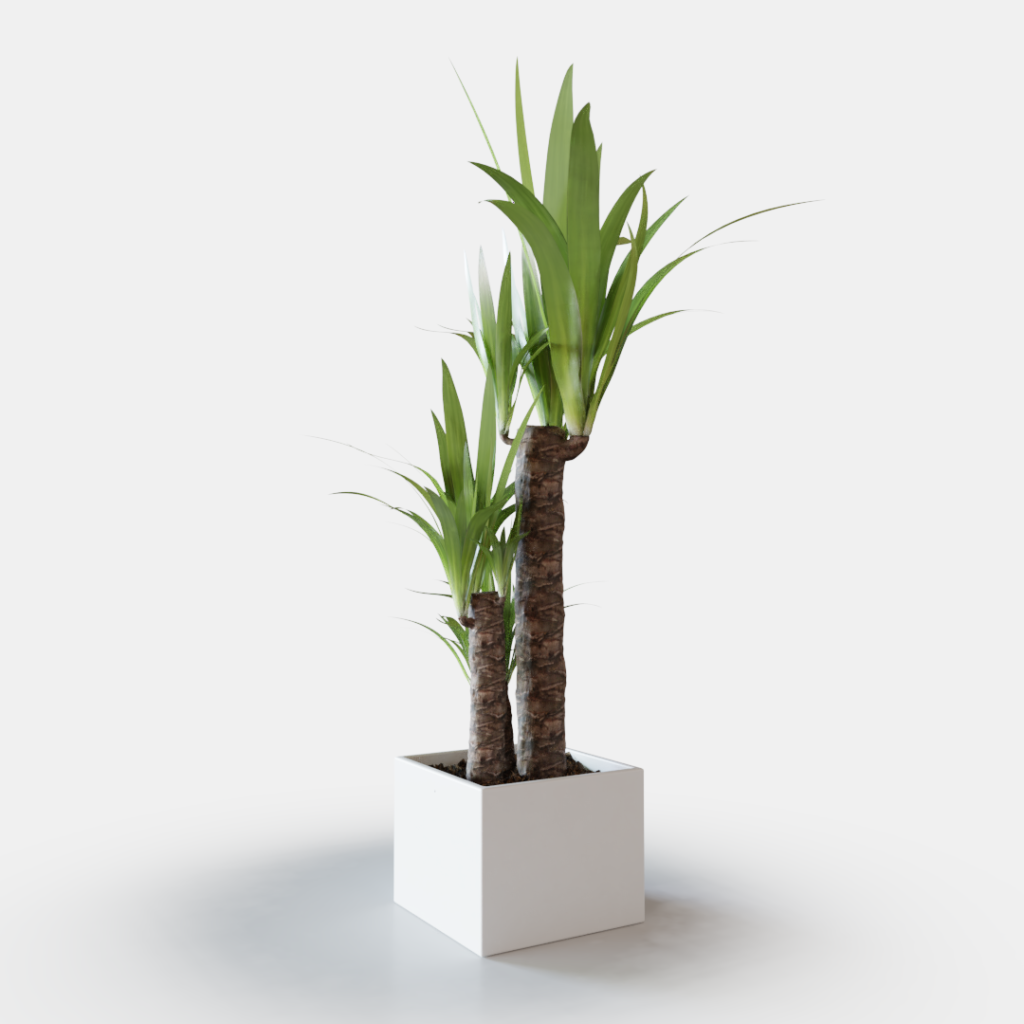 Yukka Plant • iMeshh