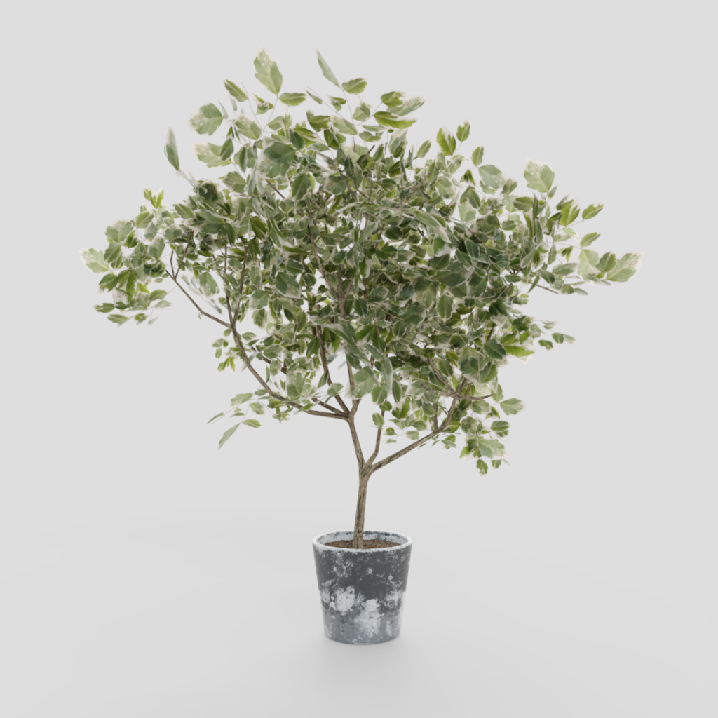 Potted Small Tree • iMeshh