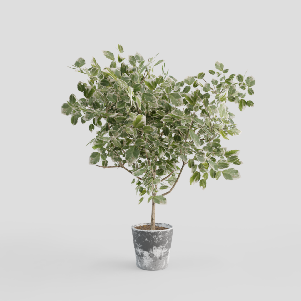 Potted Small Tree • iMeshh