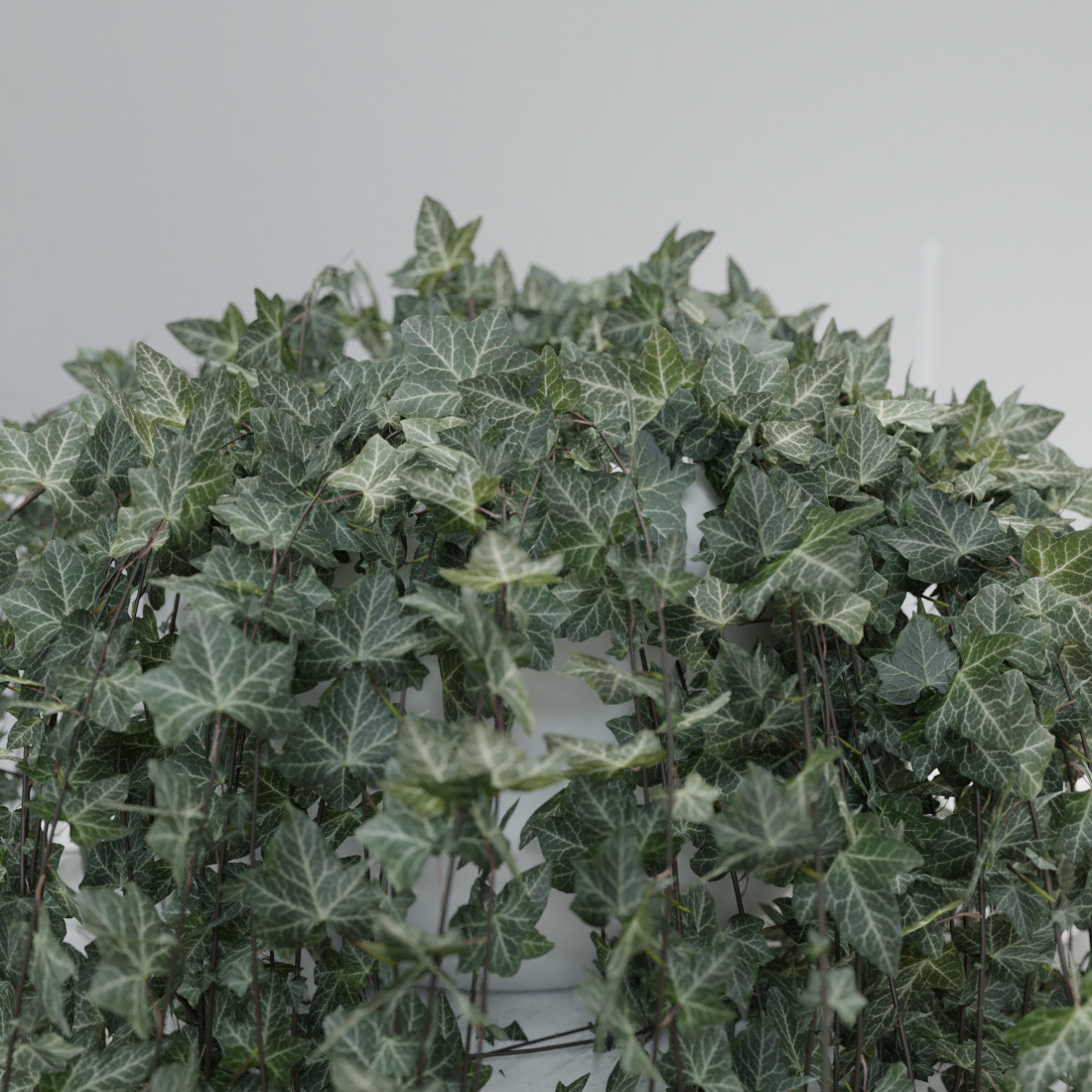 Hanging Ivy Pot • iMeshh