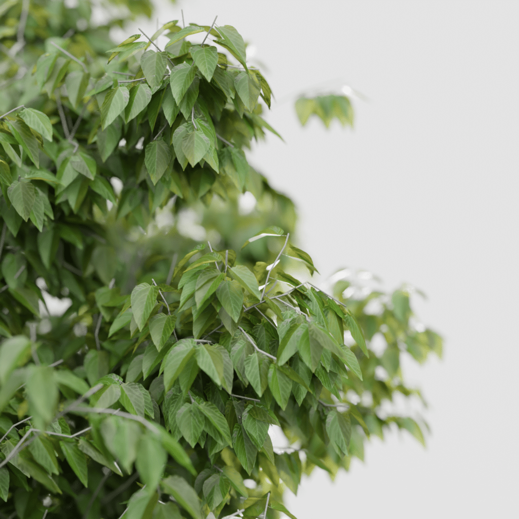 Small outdoor Tree – iMeshh