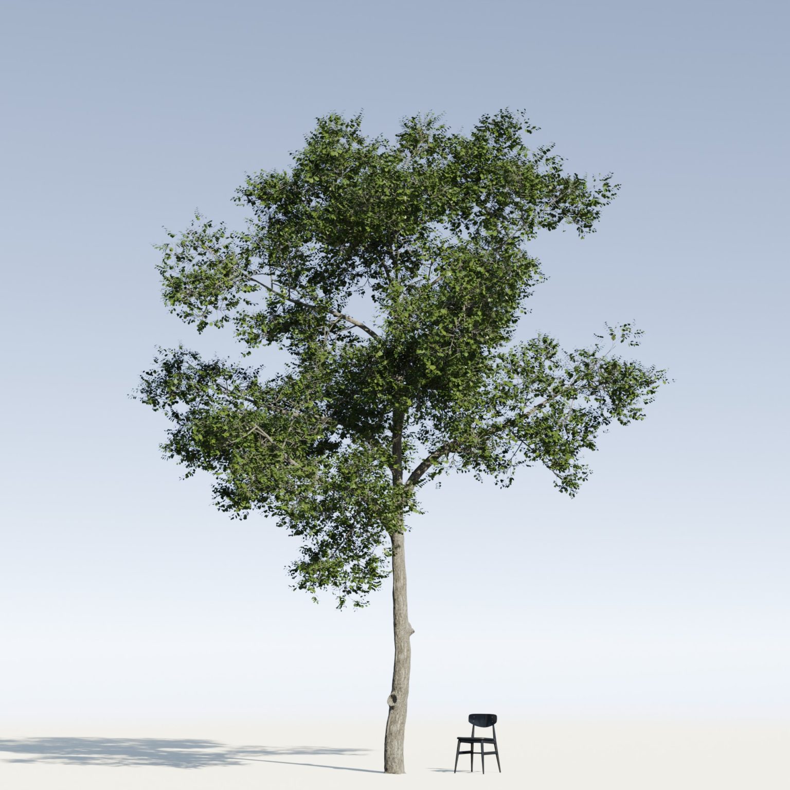 Generic Tree 6 • iMeshh