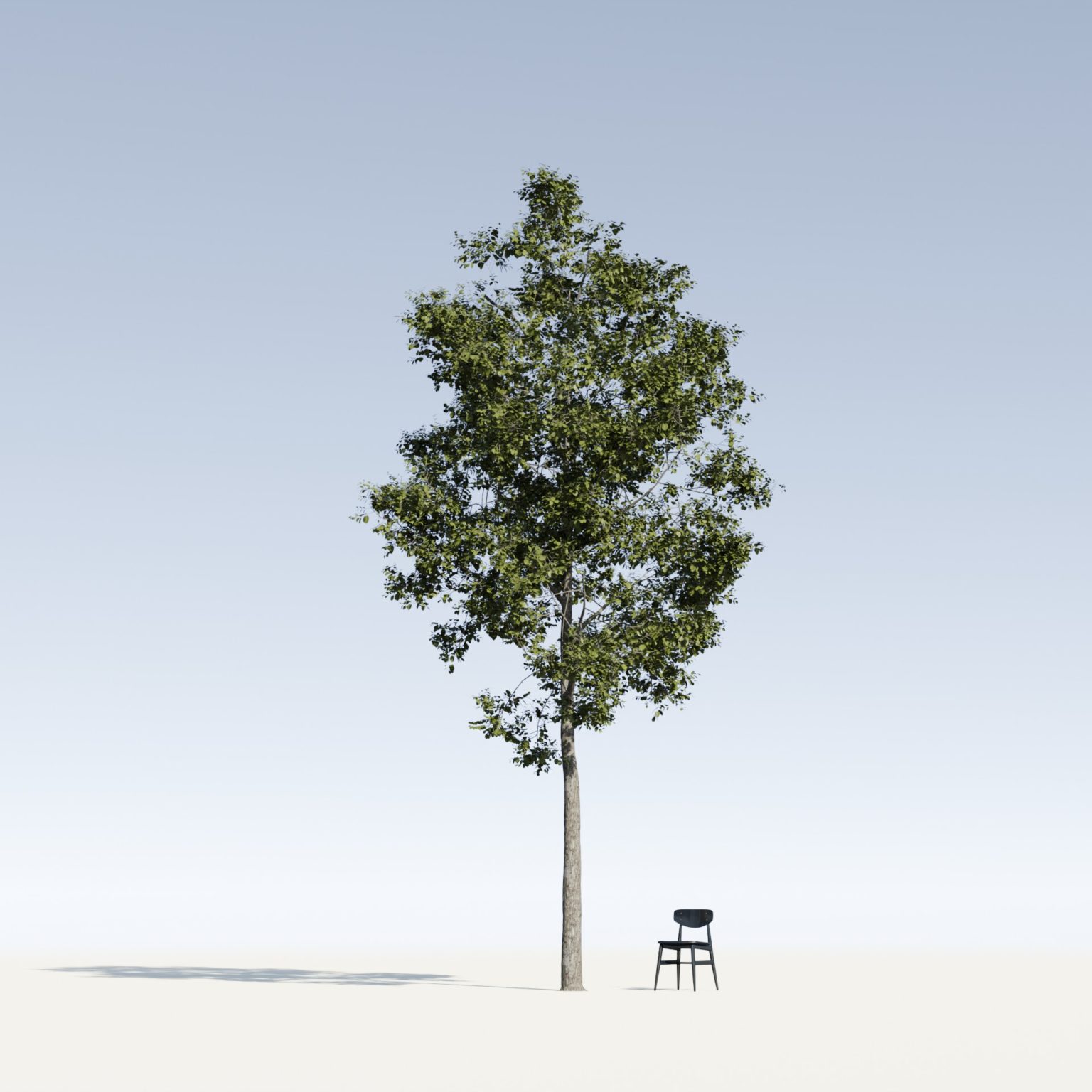 Generic Tree 10 • iMeshh