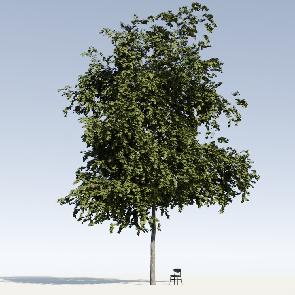 Generic Tree 14 • iMeshh