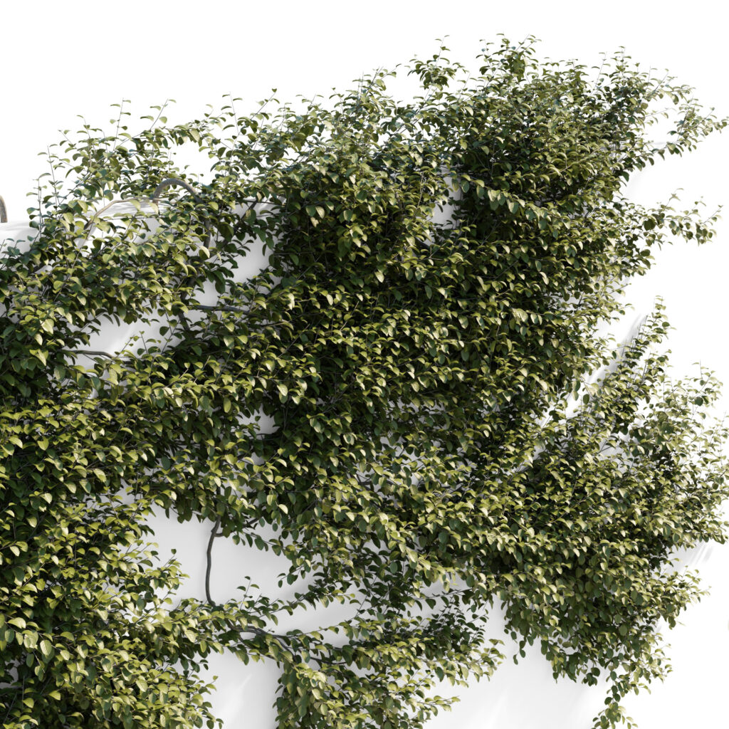 Hanging Wall Bush • iMeshh
