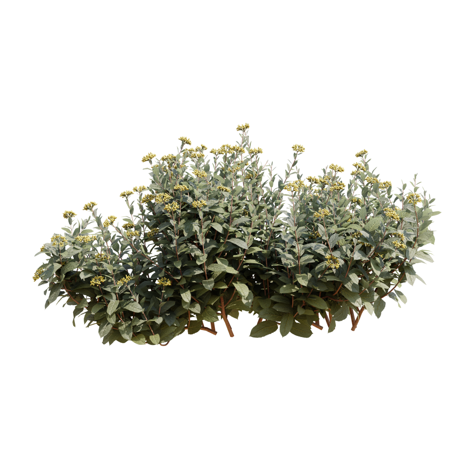 Bupleurum Fruticosum3 3D Models For Blender IMeshh 3D Model Library bupleurum-fruticosum3-3d-models-for-blender-imeshh-3d-model-library