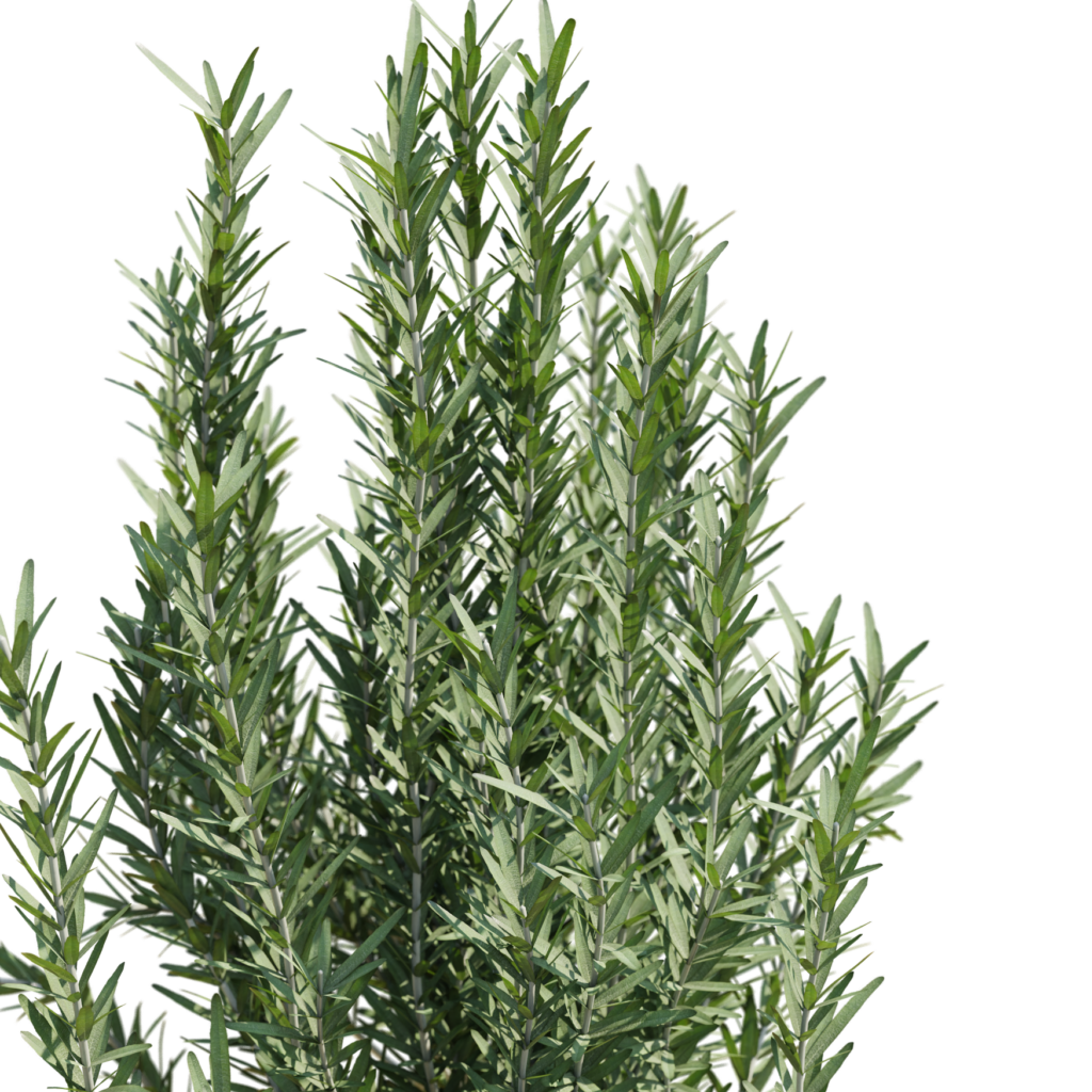 Rosemary2 3D Models for Blender • iMeshh 3D Model Library
