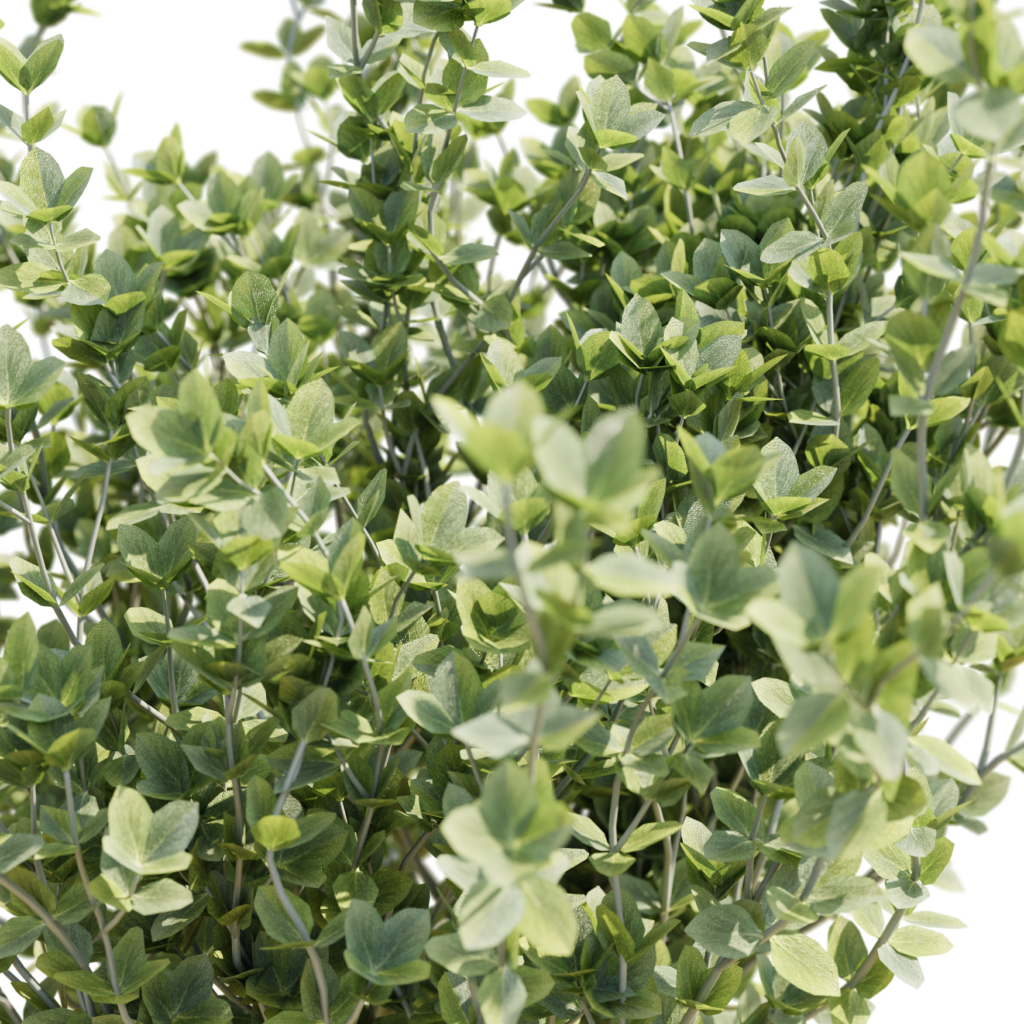 Thyme2 3D Models for Blender • iMeshh 3D Model Library