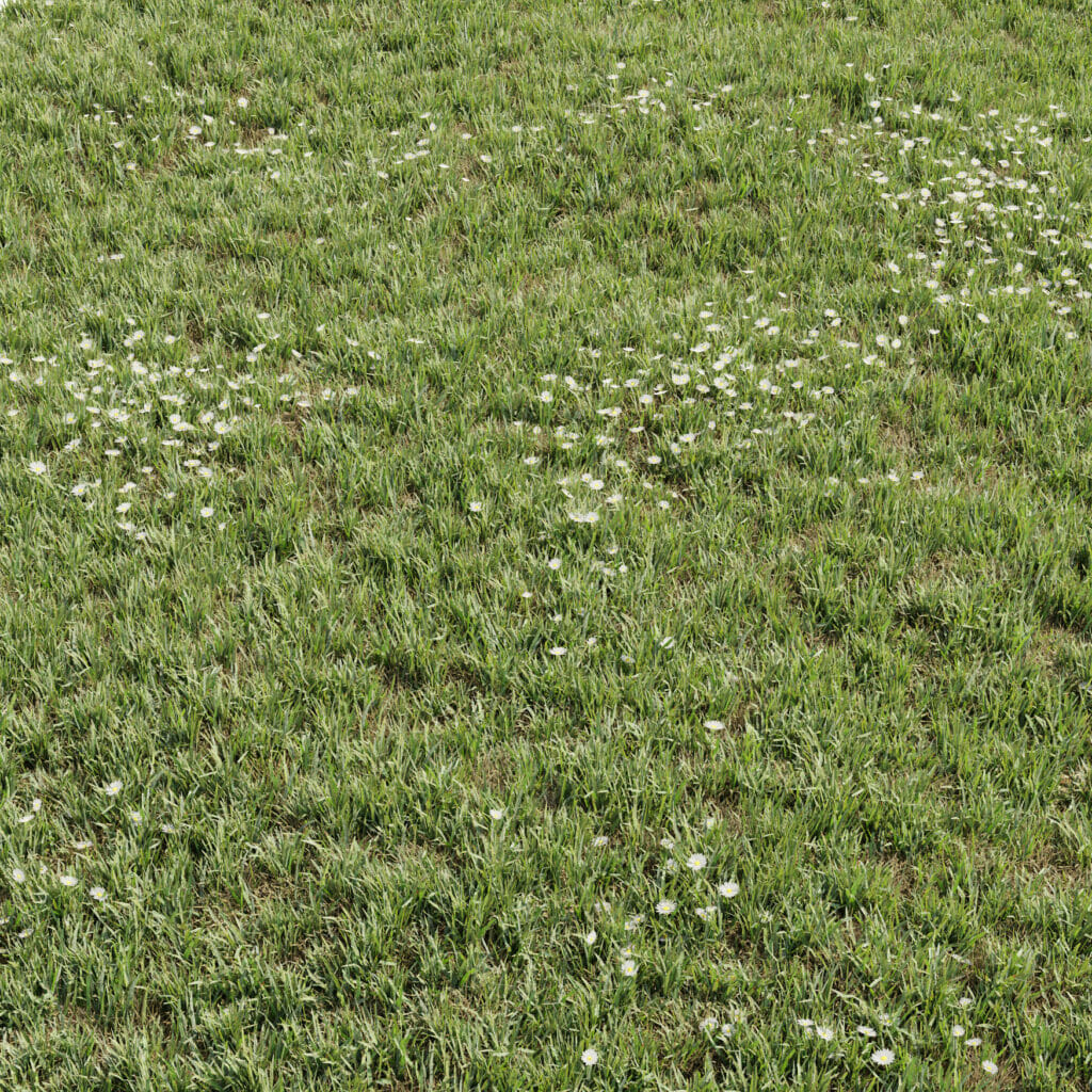 Patchy Daisy Lawn • iMeshh