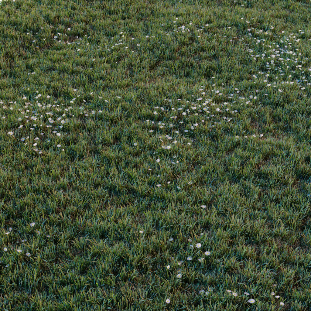 Patchy Daisy Lawn • iMeshh