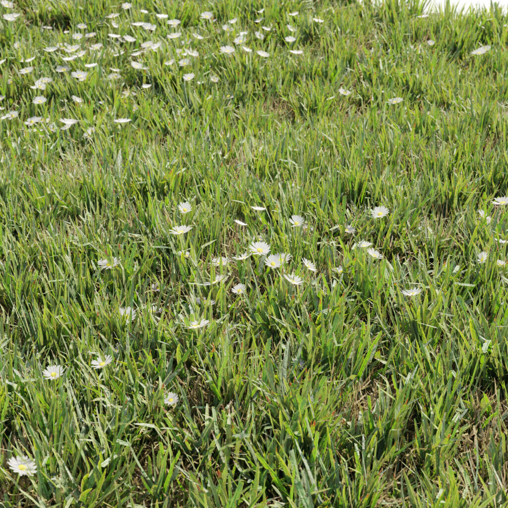 Patchy Daisy Lawn • iMeshh