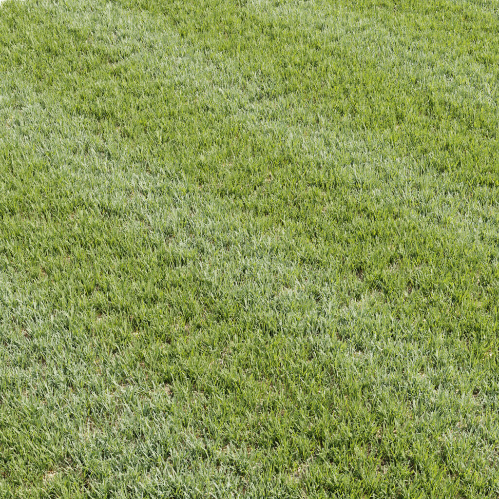 Stripe Mowed Lawn • iMeshh