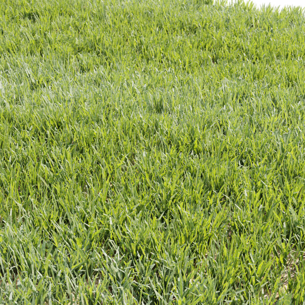 Stripe Mowed Lawn • iMeshh