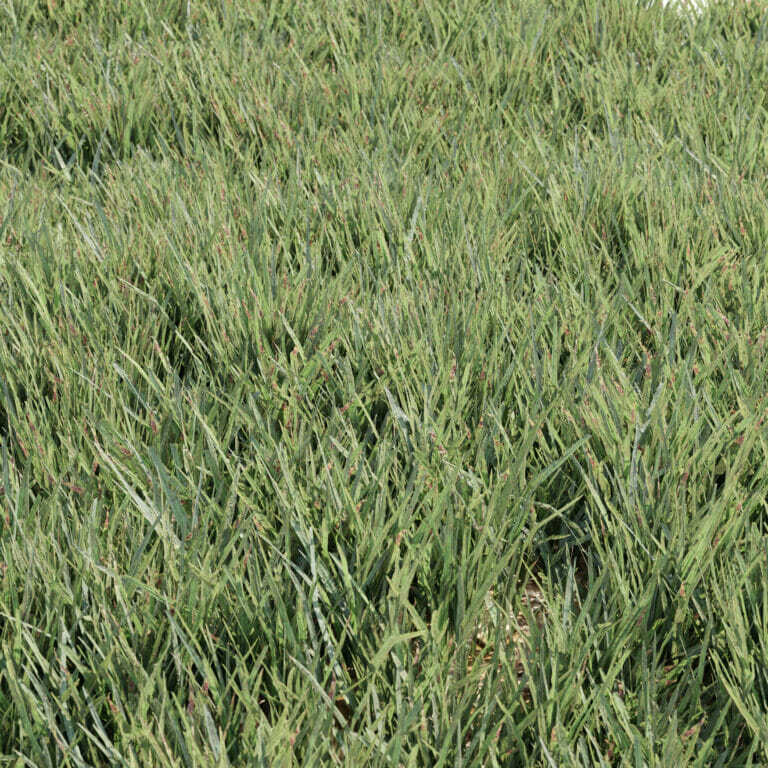 Unkempt Lawn • iMeshh