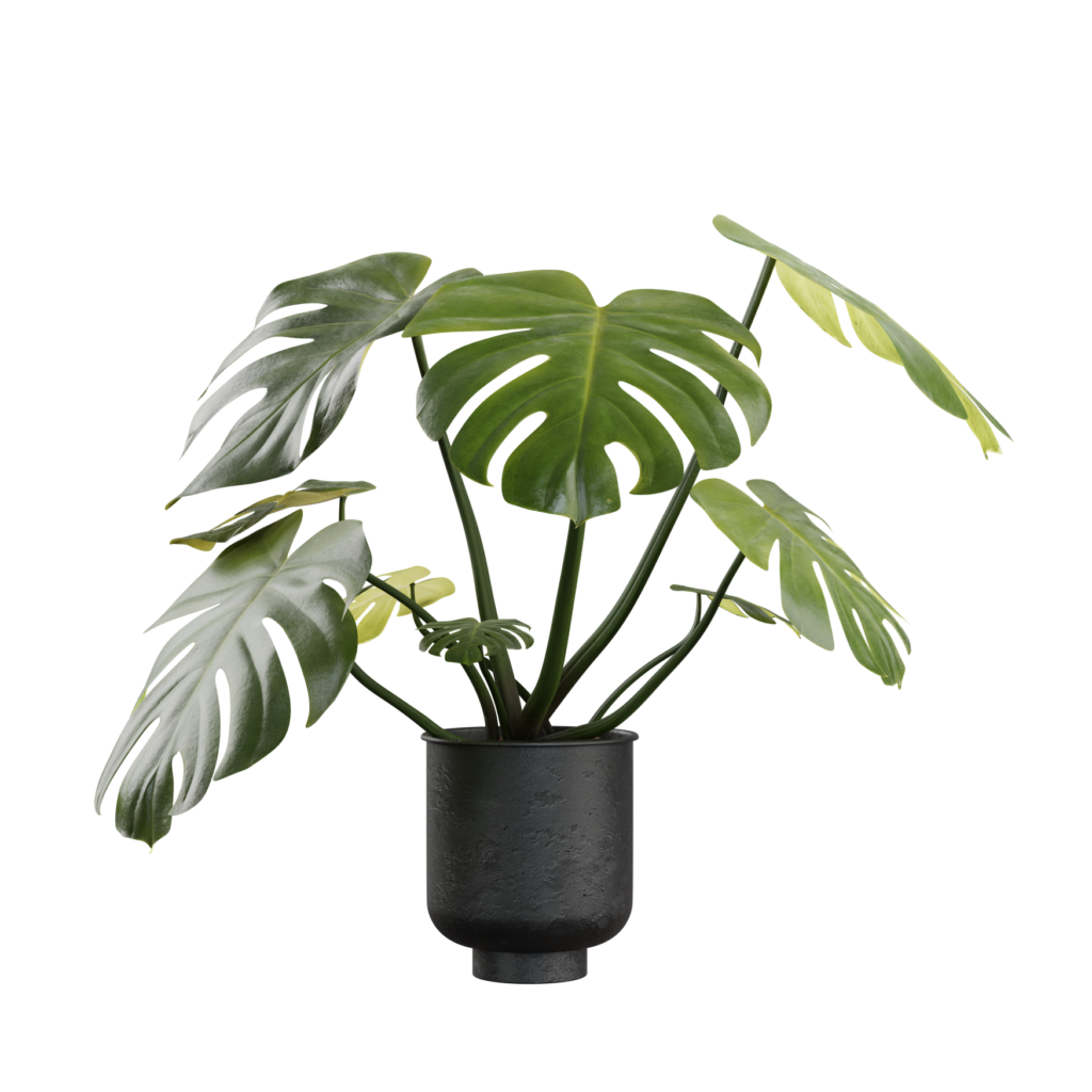 Interior Plant 3D Model Pack 1 for Blender • iMeshh 3D Model Library