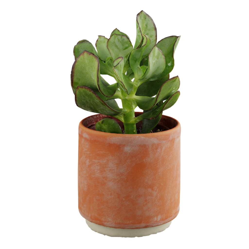 Curly Jade Succulent Plant • iMeshh