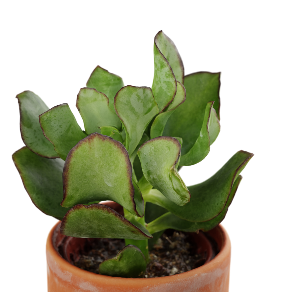 Curly Jade Succulent Plant • iMeshh