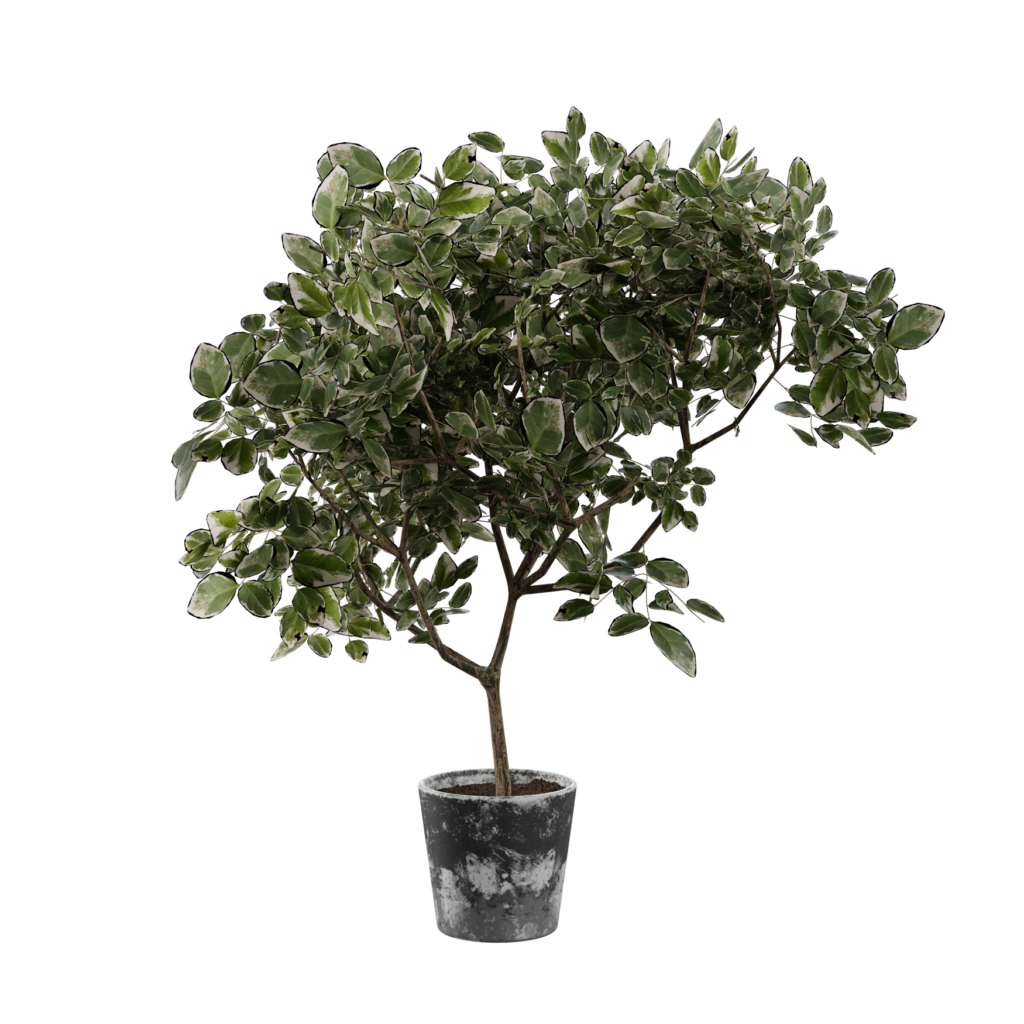 Potted Small Tree 01 • iMeshh - 3D Model for Blender 4.0+