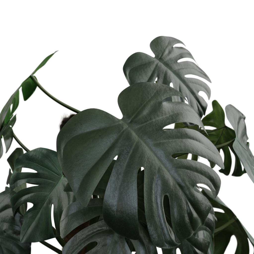 Monstera Floor Plant 01 • iMeshh - 3D Model for Blender 4.0+