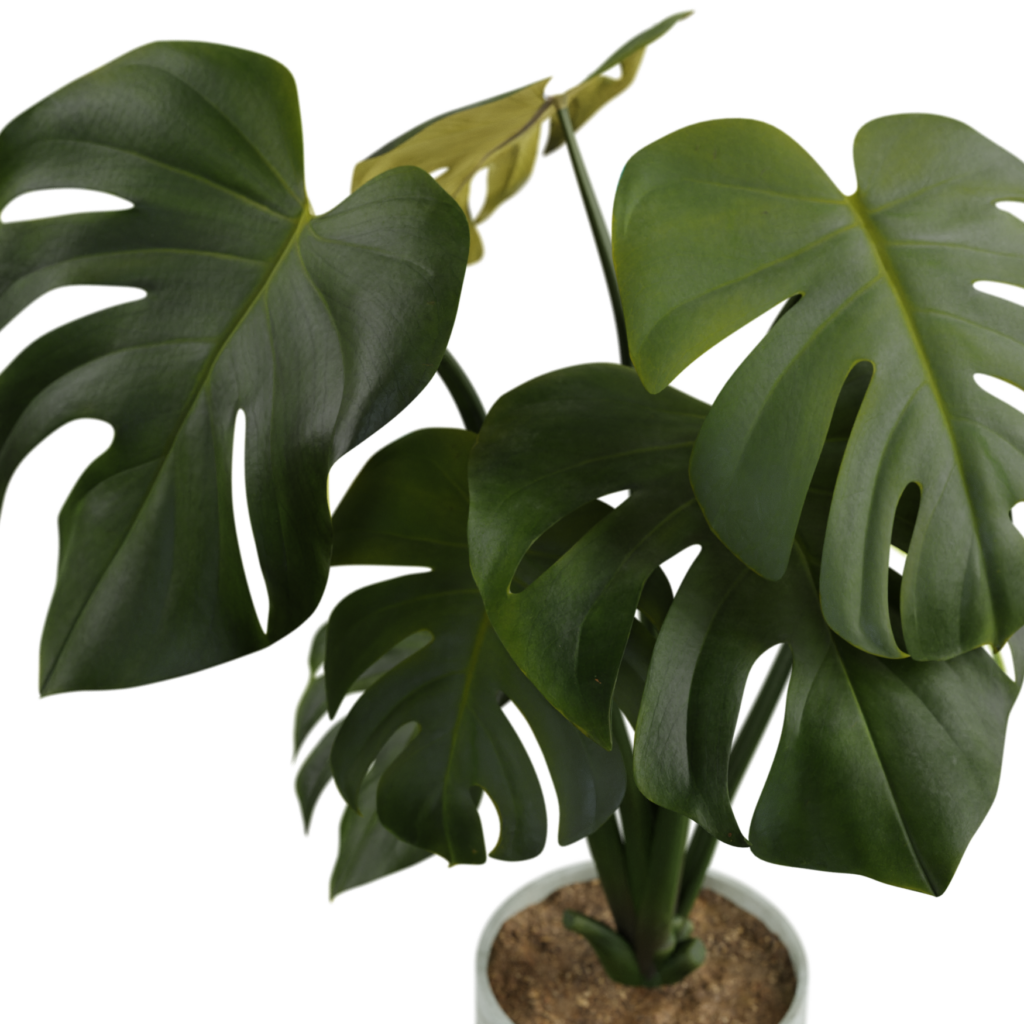 Monstera Floor Plant 03 • iMeshh - 3D Model for Blender 4.0+