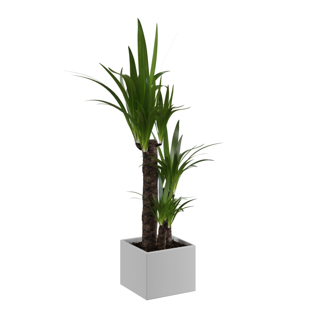 Yukka Floor Plant 01 • iMeshh - 3D Model for Blender 4.0+