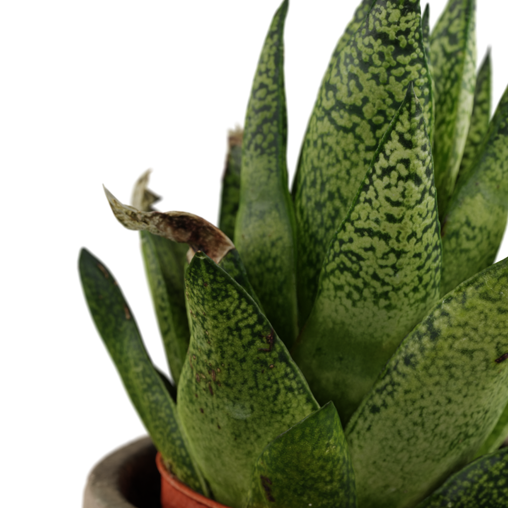 Gasteria Flow Succulent 02 • iMeshh - 3D Model for Blender 4.0+