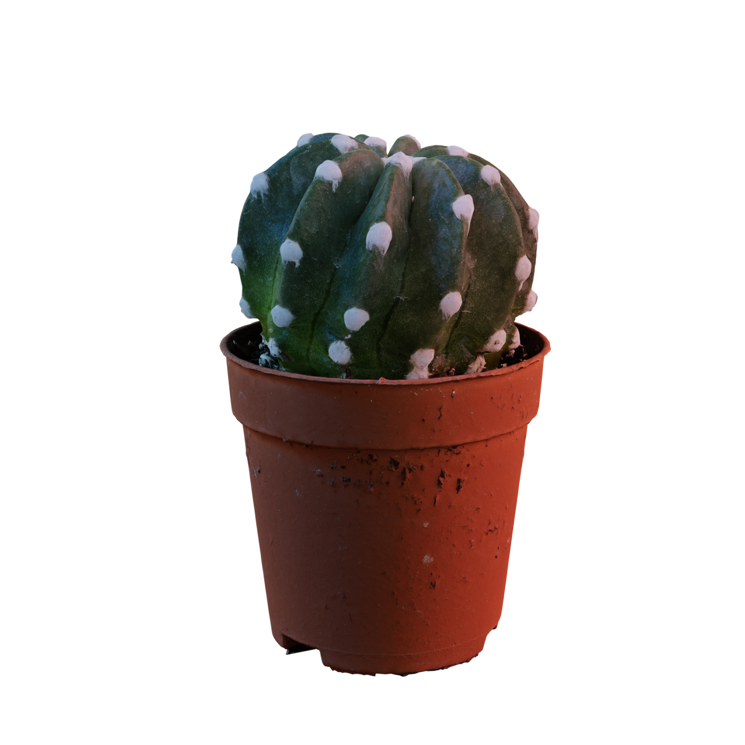 Sand Dollar Cactus 01 • iMeshh - 3D Model for Blender 4.0+