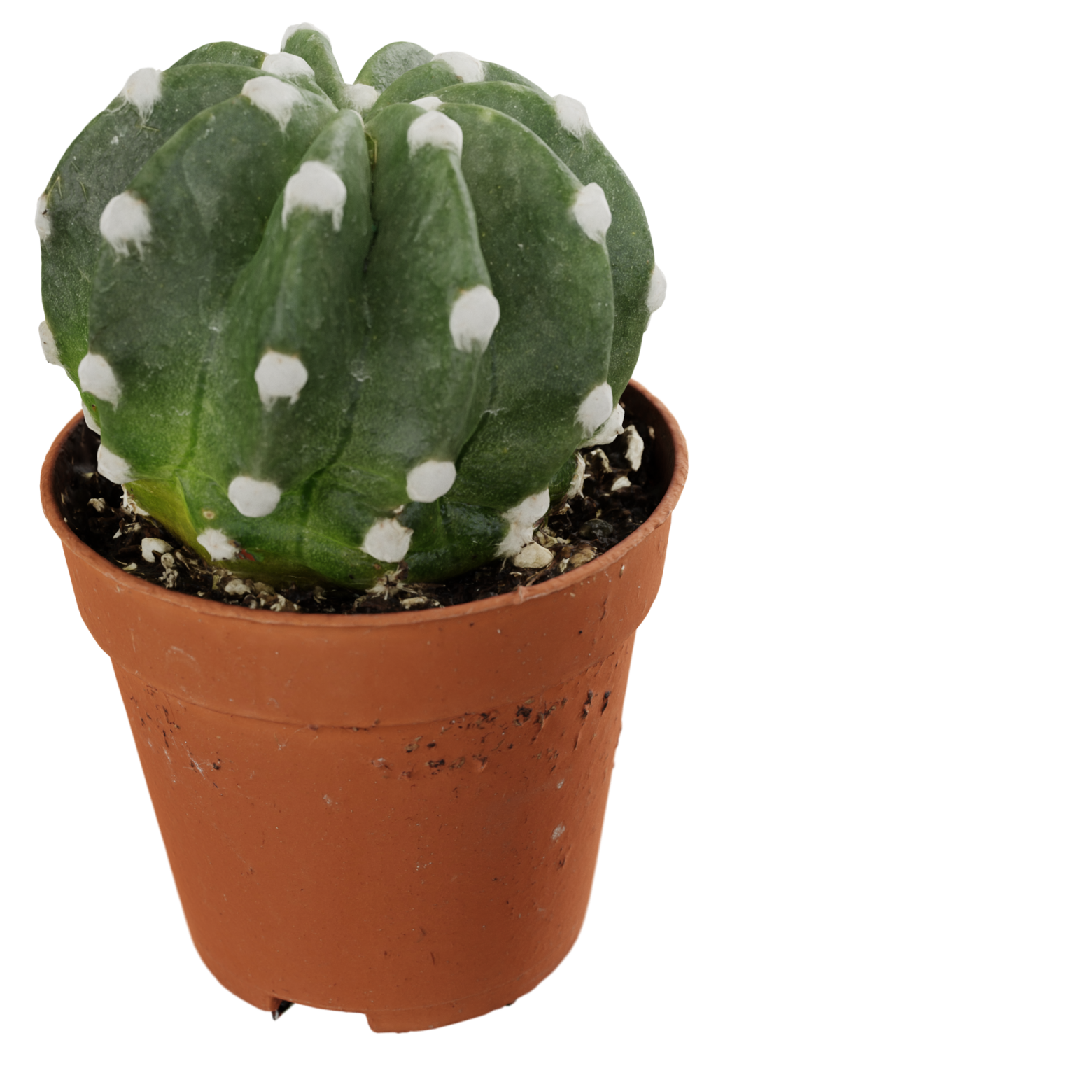Sand Dollar Cactus 01 • iMeshh - 3D Model for Blender 4.0+