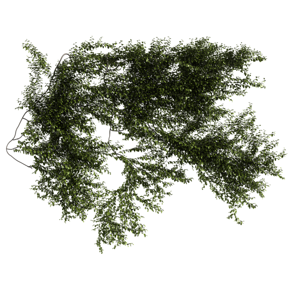 Hanging Wall Bush 01 • iMeshh - 3D Model for Blender 4.0+