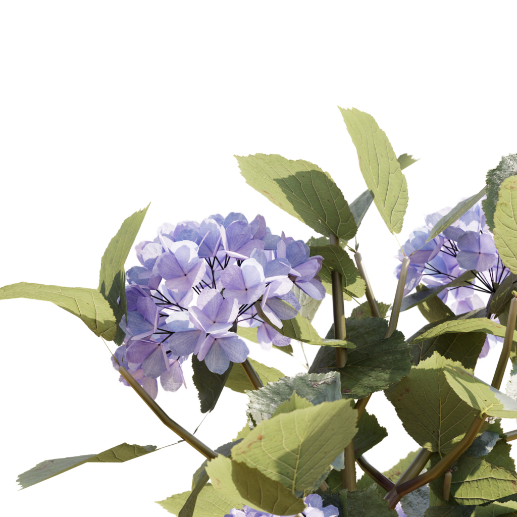Hydrangea 03 3D Models for Blender • iMeshh 3D Model Library