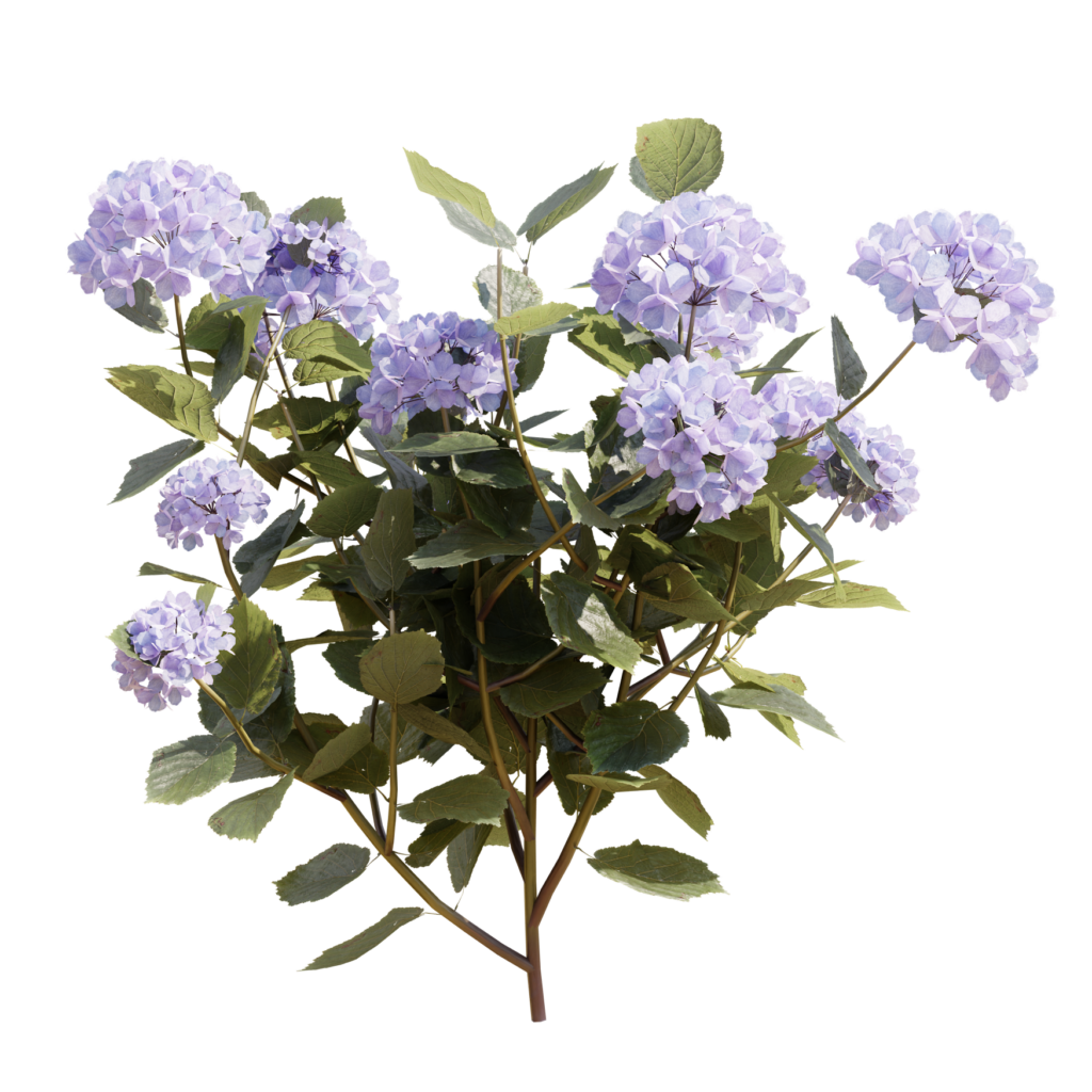 Hydrangea 02 3D Models for Blender • iMeshh 3D Model Library
