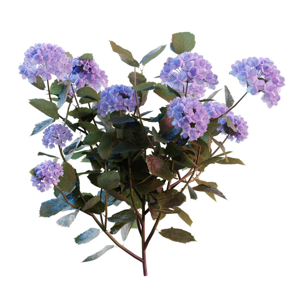 Hydrangea 02 3D Models for Blender • iMeshh 3D Model Library