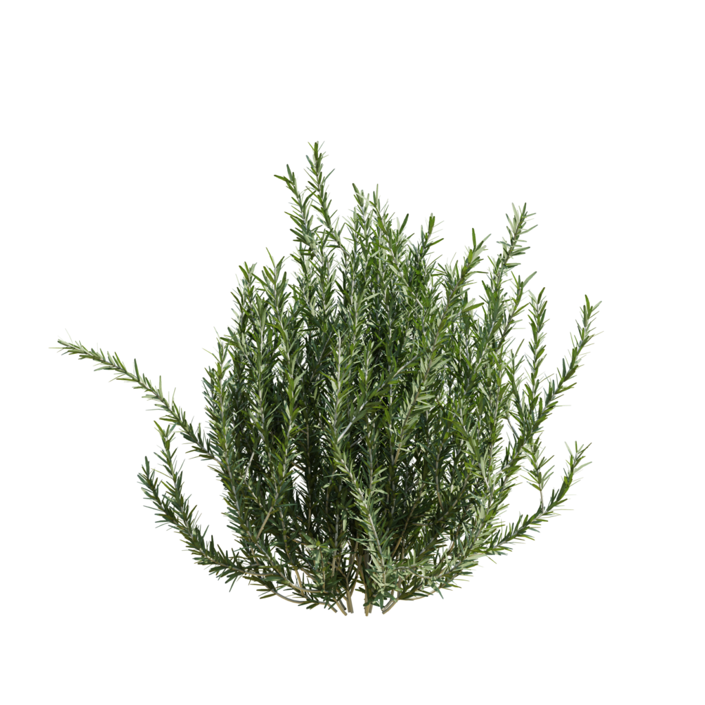 Rosemary 01 3D Models for Blender • iMeshh 3D Model Library