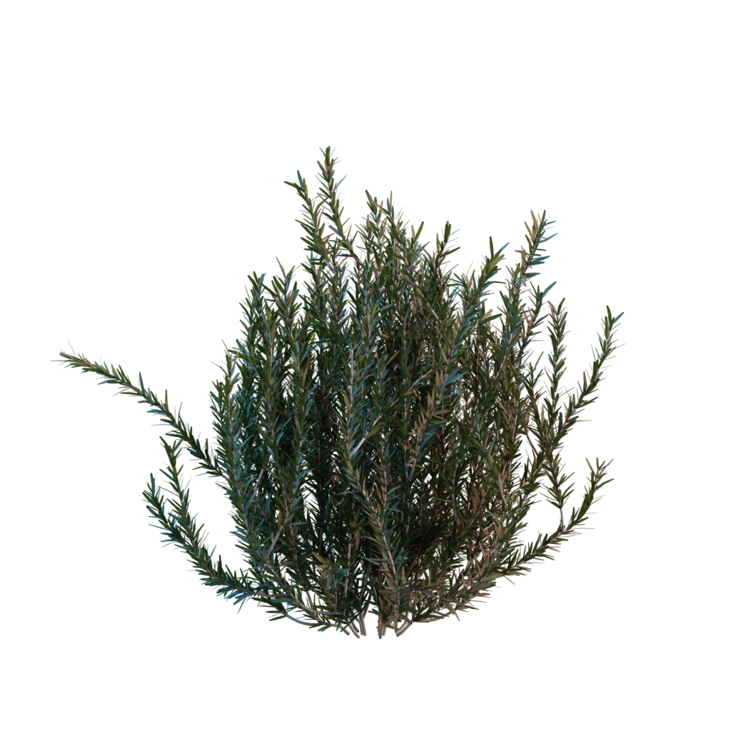 Rosemary 01 3D Models for Blender • iMeshh 3D Model Library