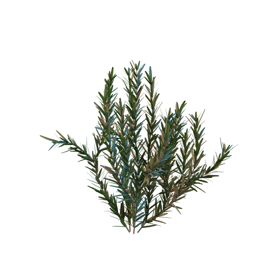 Rosemary 03 3D Models for Blender • iMeshh 3D Model Library