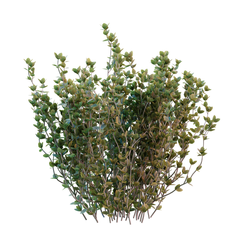 Thyme 02 3D Models for Blender • iMeshh 3D Model Library