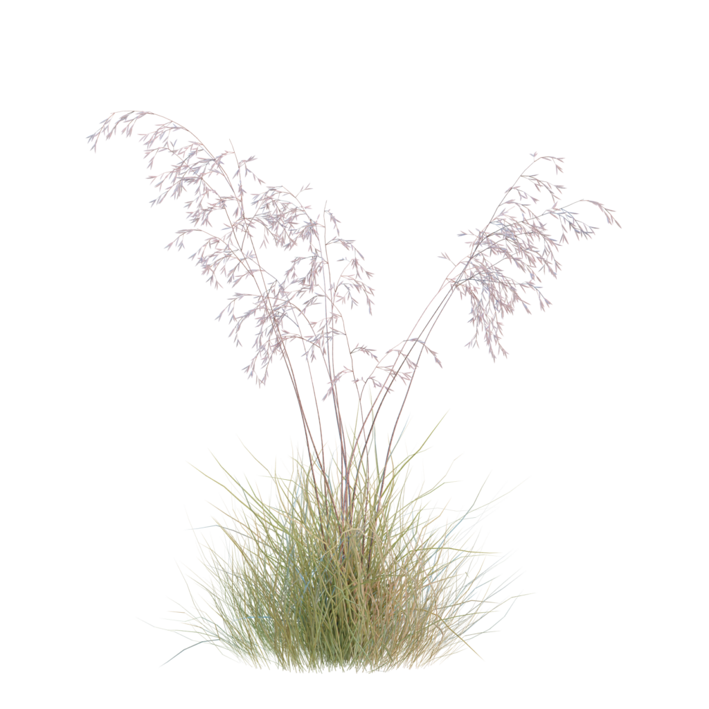 Stipa Gigantea 01 3D Models for Blender • iMeshh 3D Model Library