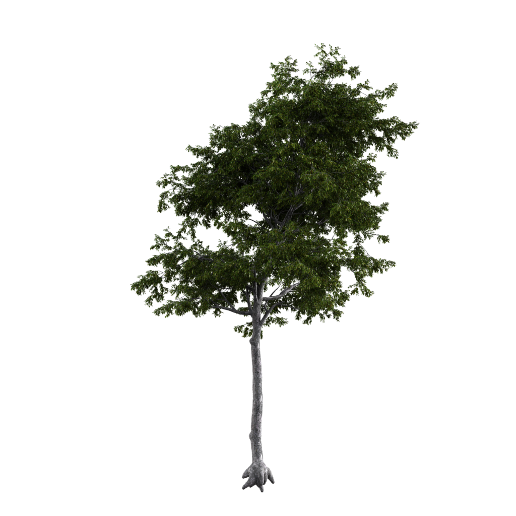Generic Tree 01 • iMeshh - 3D Model for Blender 4.0+