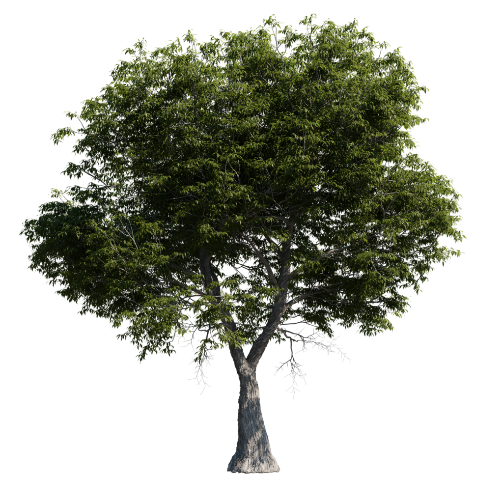 Red Hickory Tree 03 • iMeshh - 3D Model for Blender 4.0+