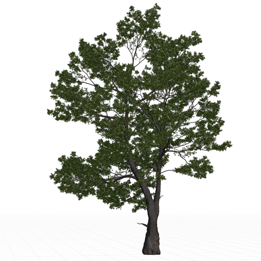 Alder Tree 02 • iMeshh - 3D Model for Blender 4.0+