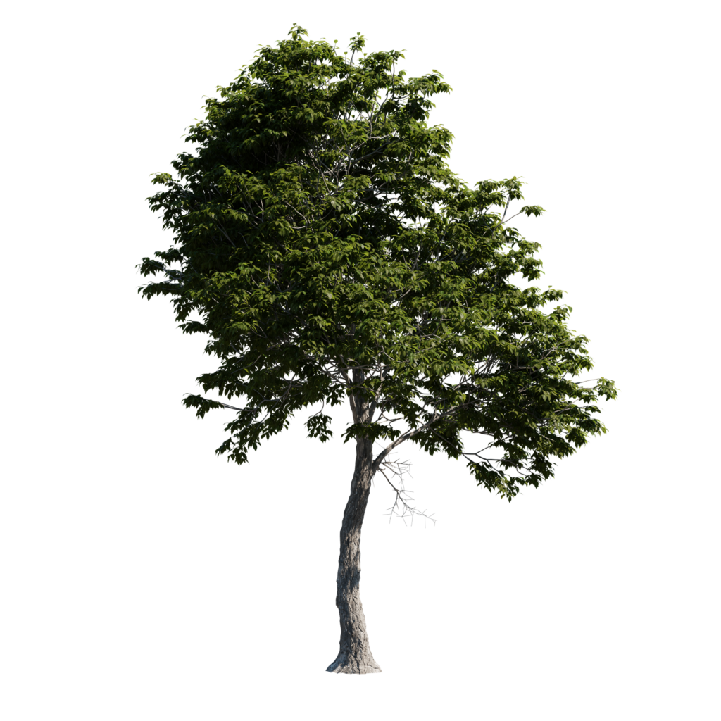 Red Hickory Tree 02 • iMeshh - 3D Model for Blender 4.0+