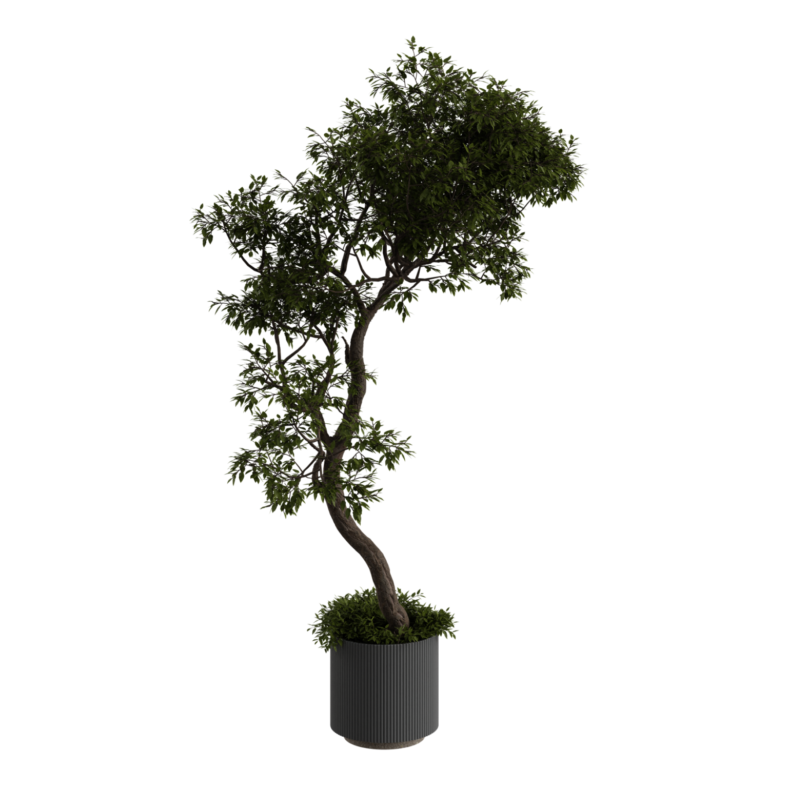 Curved Indoor Floor Tree 02 • iMeshh - 3D Model for Blender 4.0+