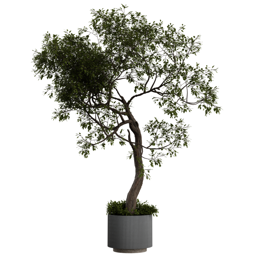 Curved Indoor Floor Tree 01 • iMeshh - 3D Model for Blender 4.0+